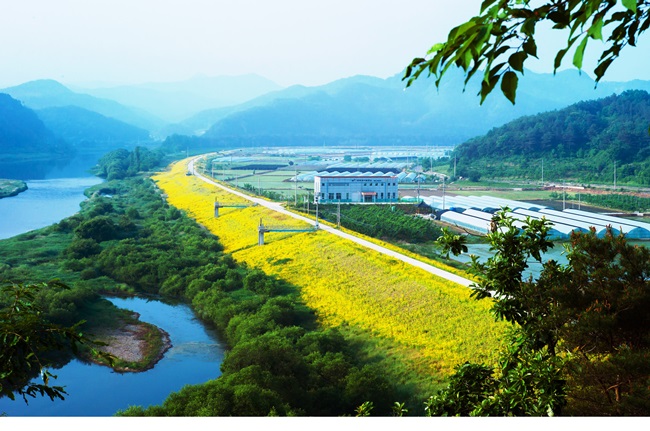 금계국으로 물든 금강 둔치
